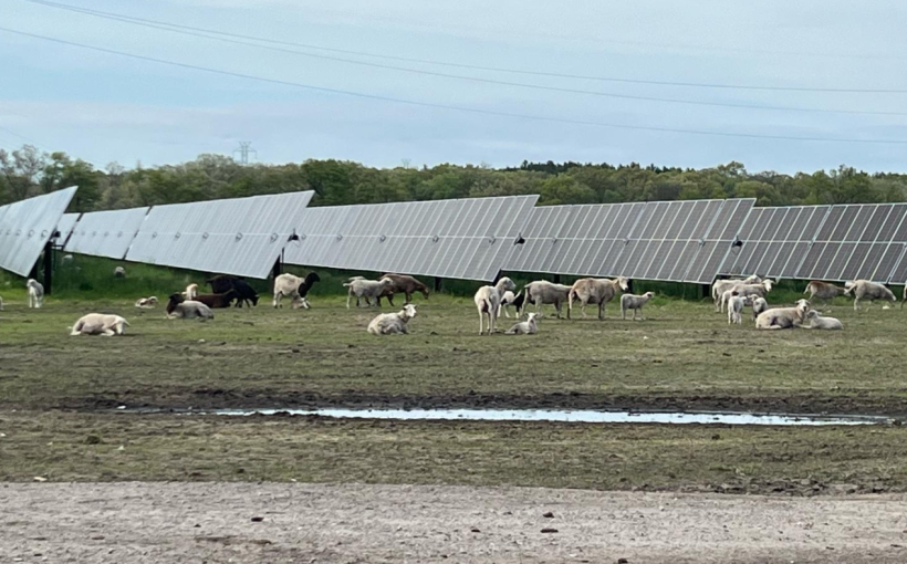 How agrivoltaics will be used in the Mammoth North Solar project